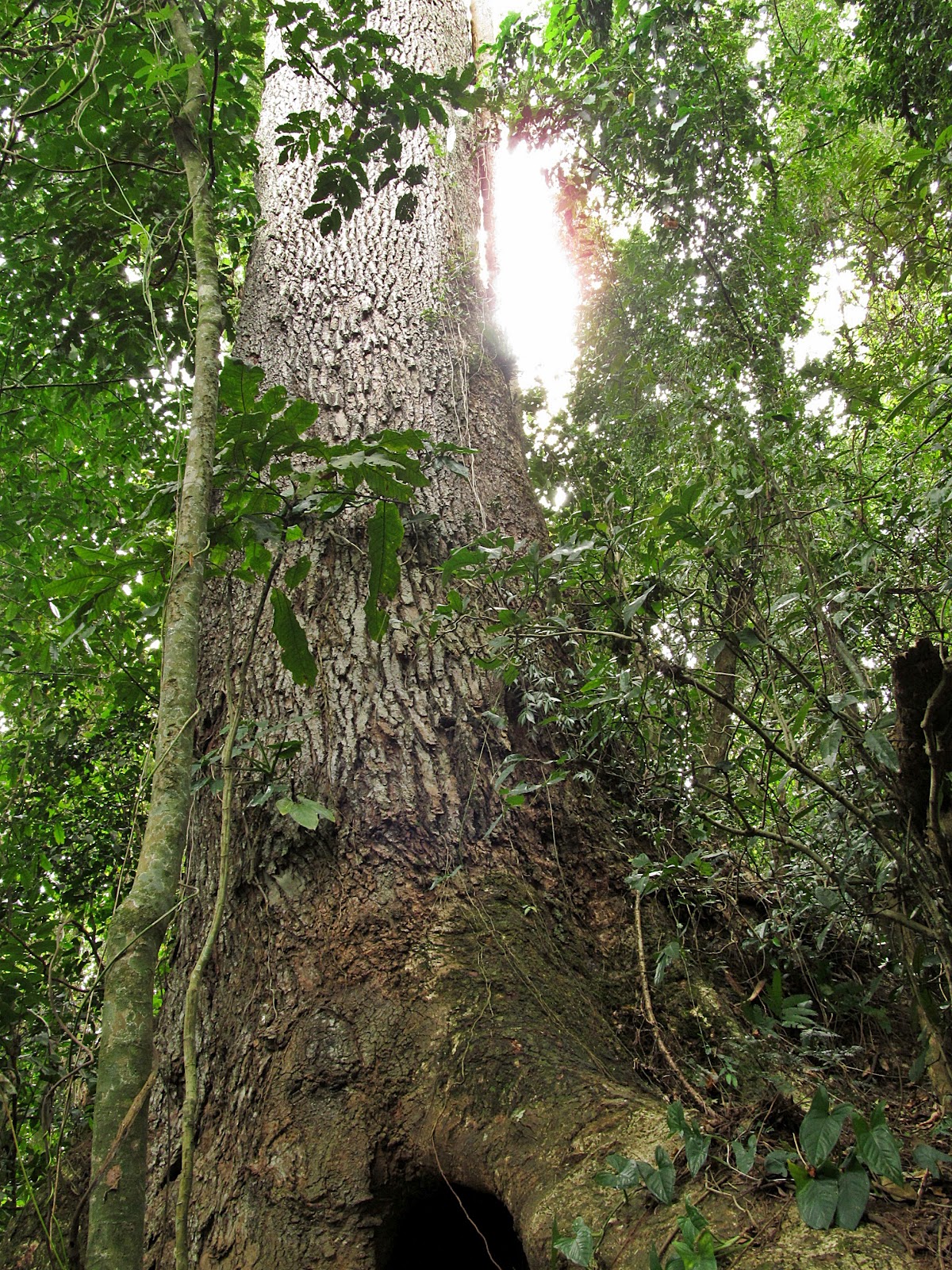 Trilhas e Pedais : Quitite e a árvore gigante