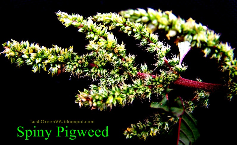 LushGreenVA: Spiny Pigweed: The Name says It All About This Filthy Weed