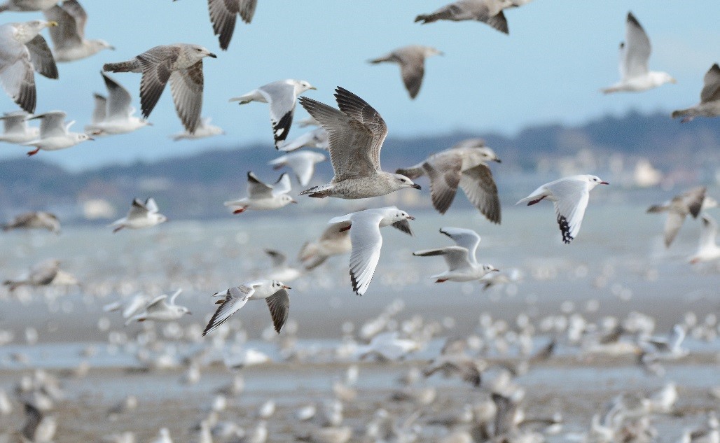 Dublin Bay Birds Project: All your gulls coming home to roost