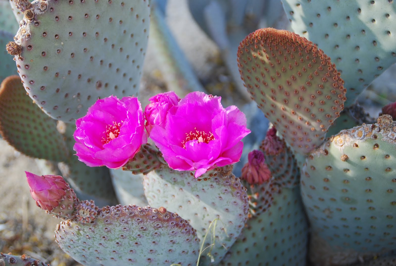 Deserts and Beyond: Spring in the desert~Cactus blossoms~Live Every ...