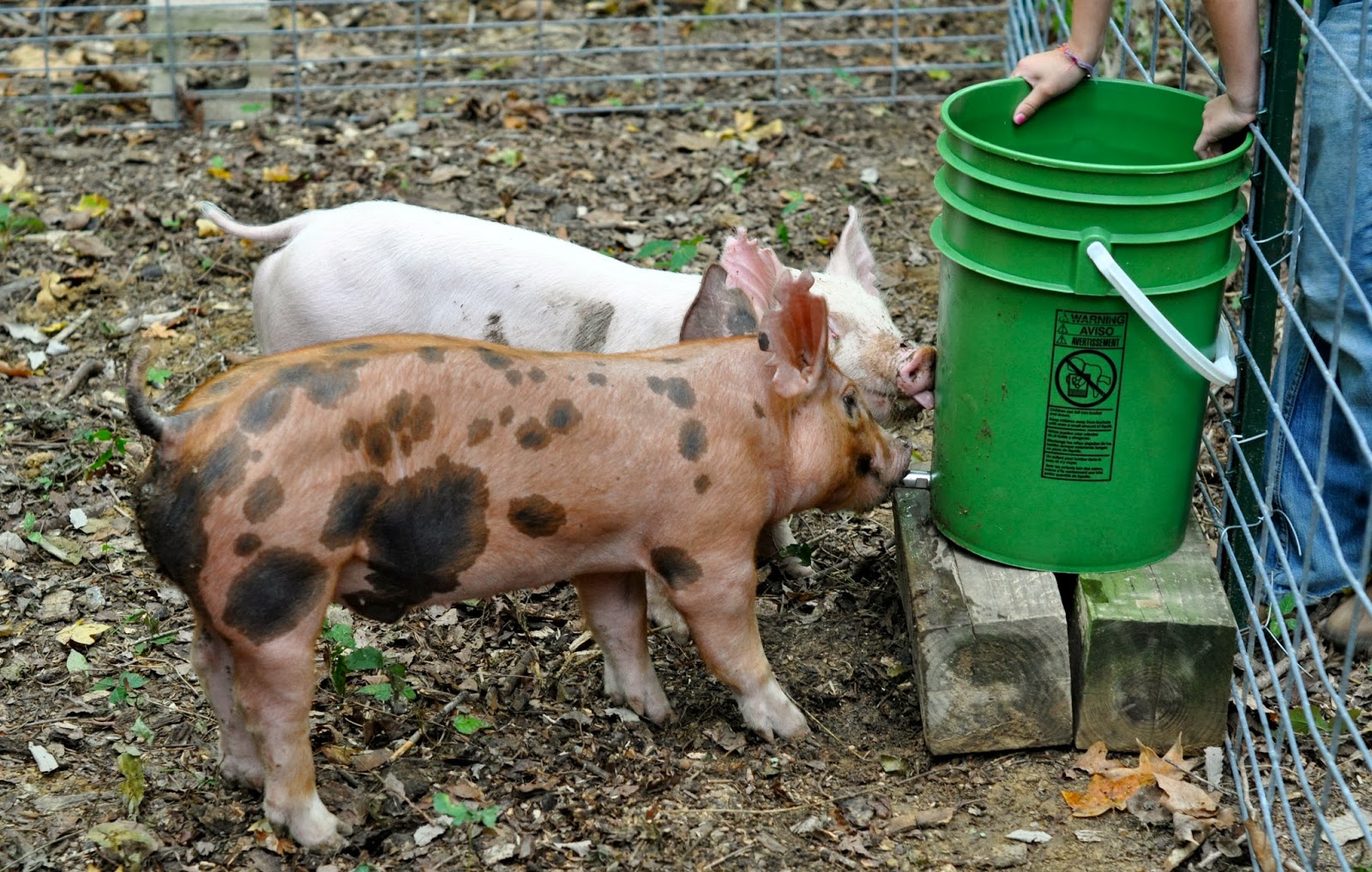 St. Theophan Academy: Meet our pigs!