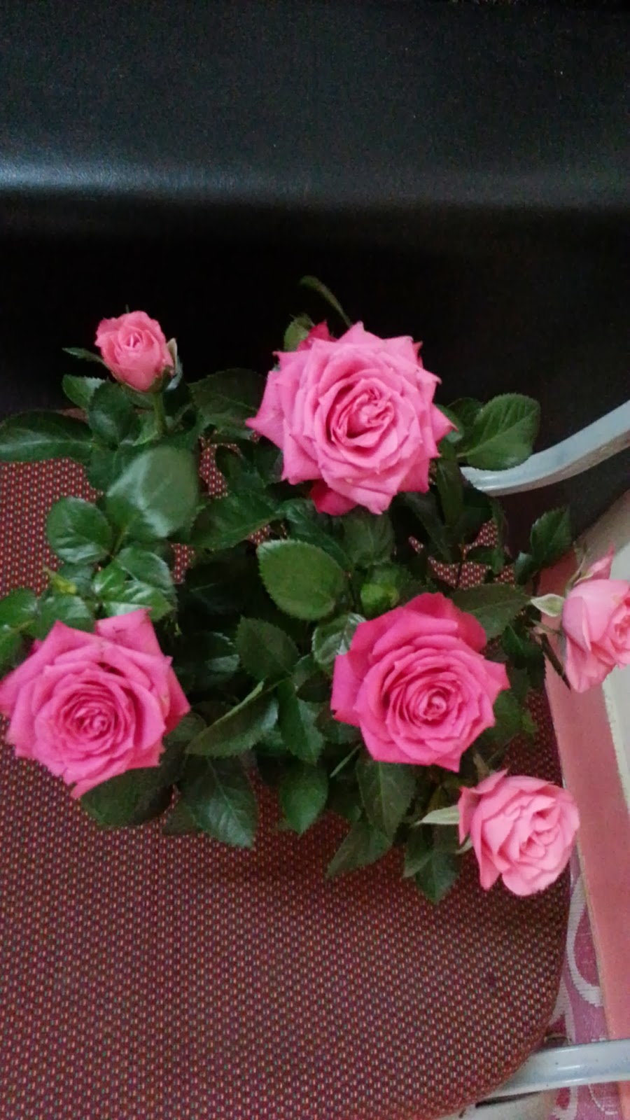 GAMBAR POKOK BUNGA ROS CANTIK - INILAH REALITI BUKAN FANTASI