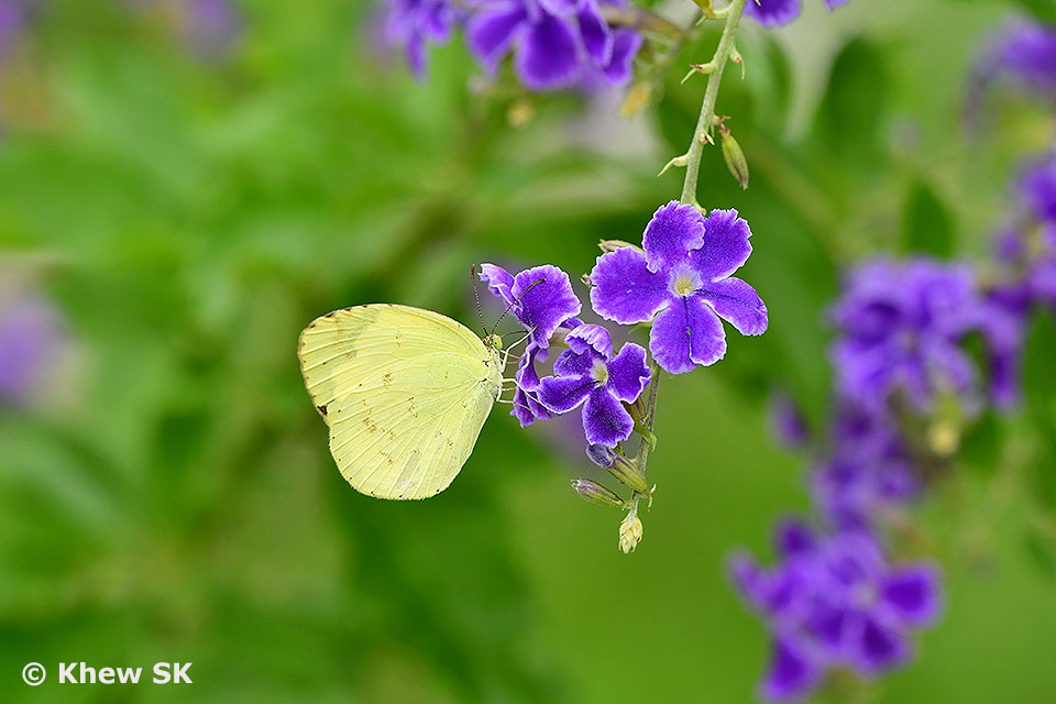 Butterflies of Singapore: Favourite Nectaring Plants #14