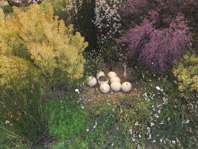 Braais, beers and bikes: Hopefield flower show