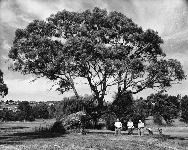 Yarra Plenty Library Local History : Rosanna Down My Street Project