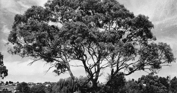 Yarra Plenty Library Local History : Elliston Estate Rosanna