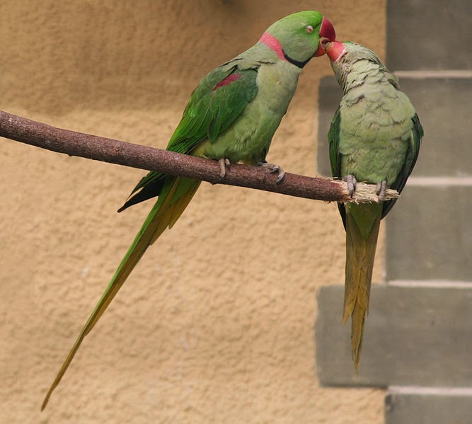 Alexandrine Parakeet : Information ~ Pets Planet