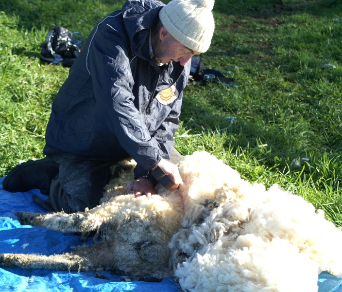 Woolshed 1: Sheep Husbandry - blade shearing method