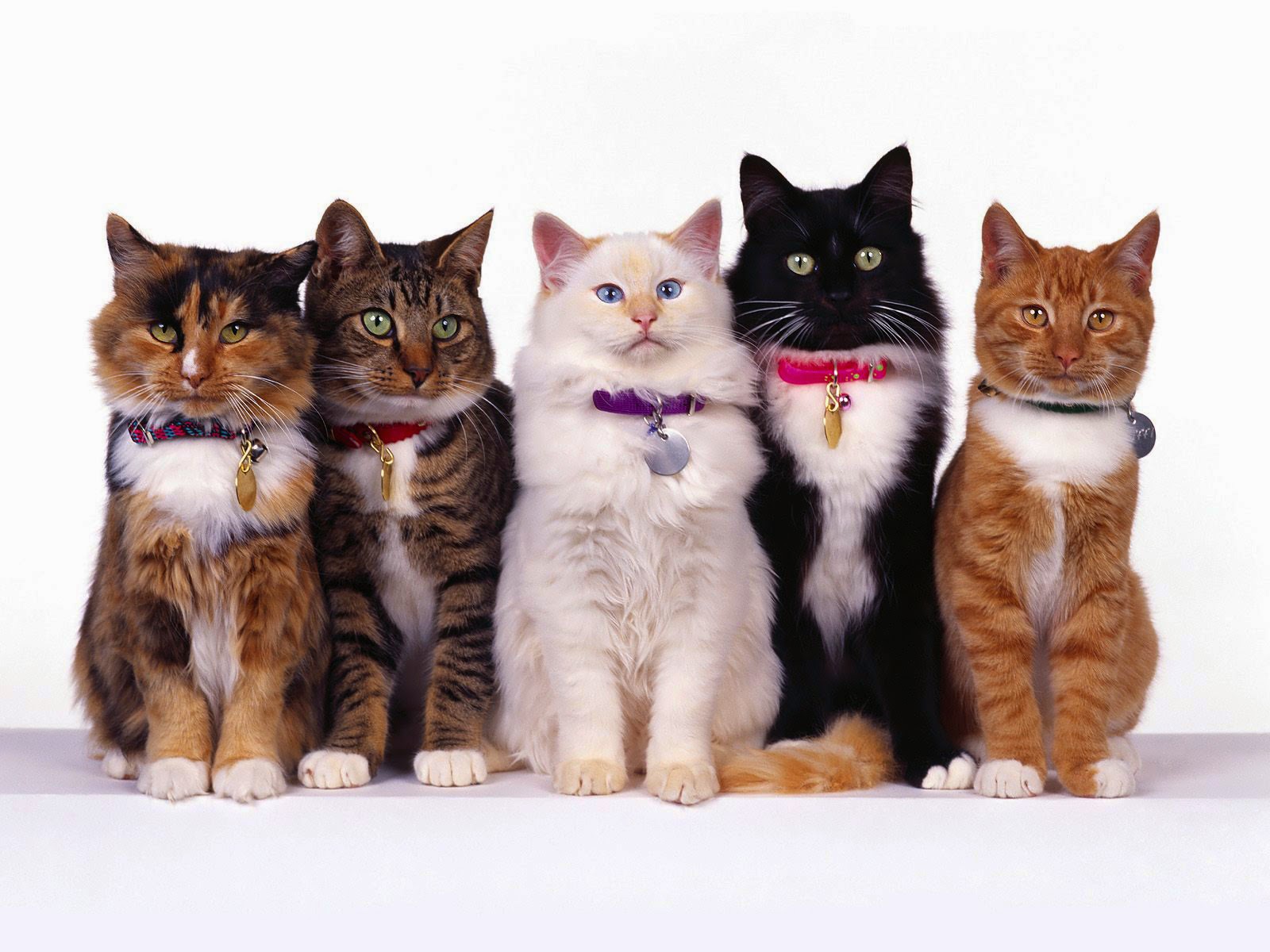 All Cat Breeds A Z with Pictures | The Kitty Crew
