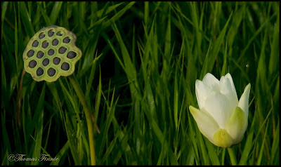 Thomas Finnie Photography: THE LIFE CYCLE OF THE LOTUS FLOWER