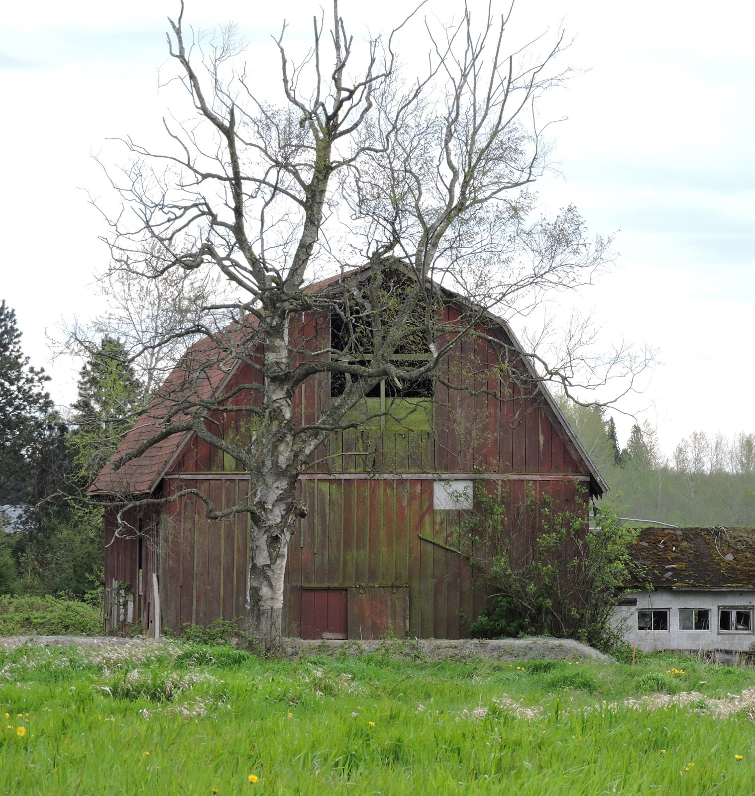 Scene Through My Eyes: Barns and Apple Trees