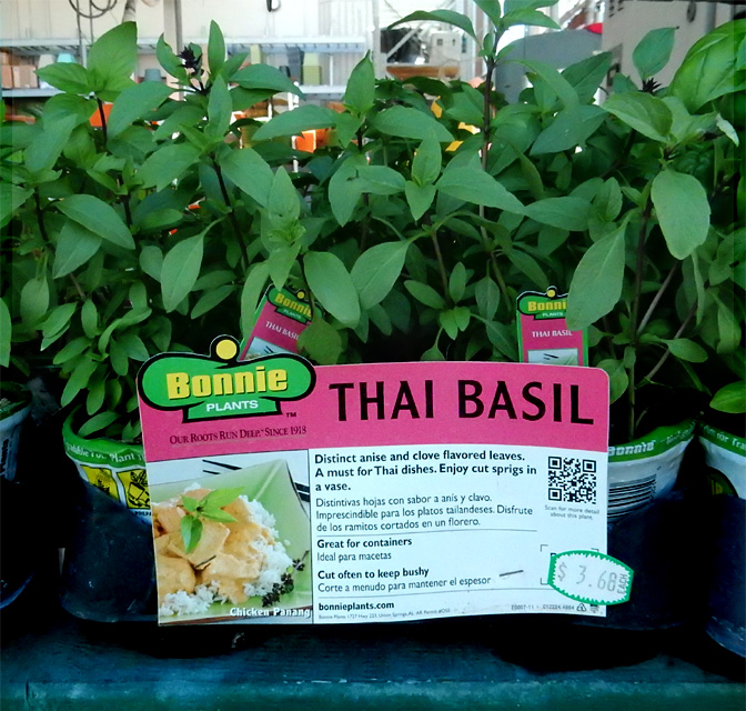 The 99 Cent Chef: Chicken & Basil Stir Fry - Video Recipe