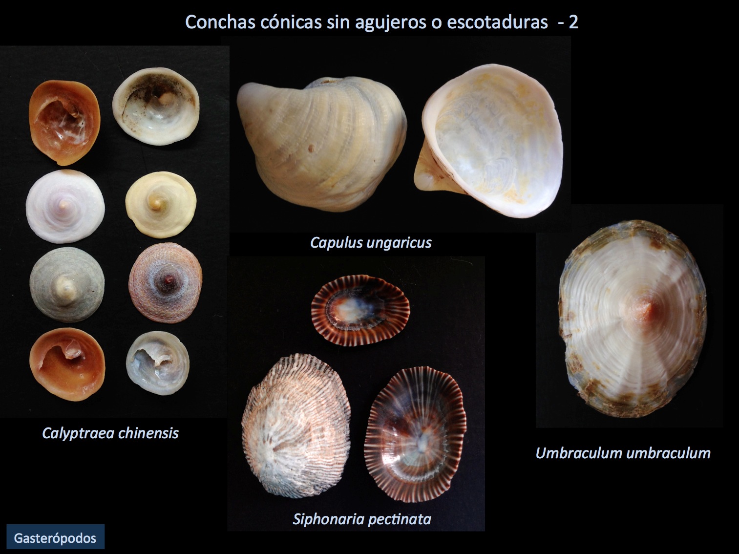 Rafael Microfauna Marina: Gasterópodos