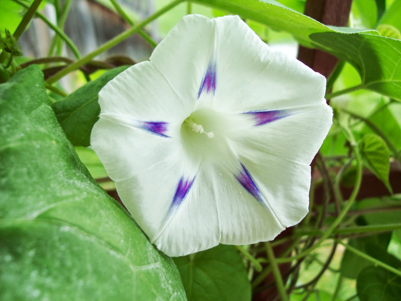 Walking With Ancestors: August 2013