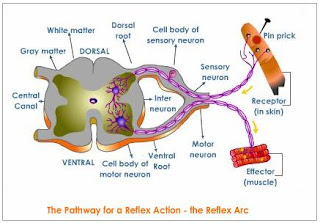 The Spinal Cord and Spinal Nerves ~ Dentistry and Medicine