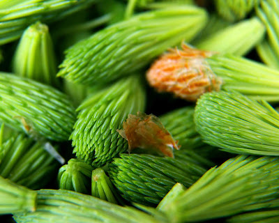 Spruce Tips Jelly
