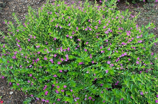 Mister Flower: Kουφέα (Cuphea hyssopifolia)