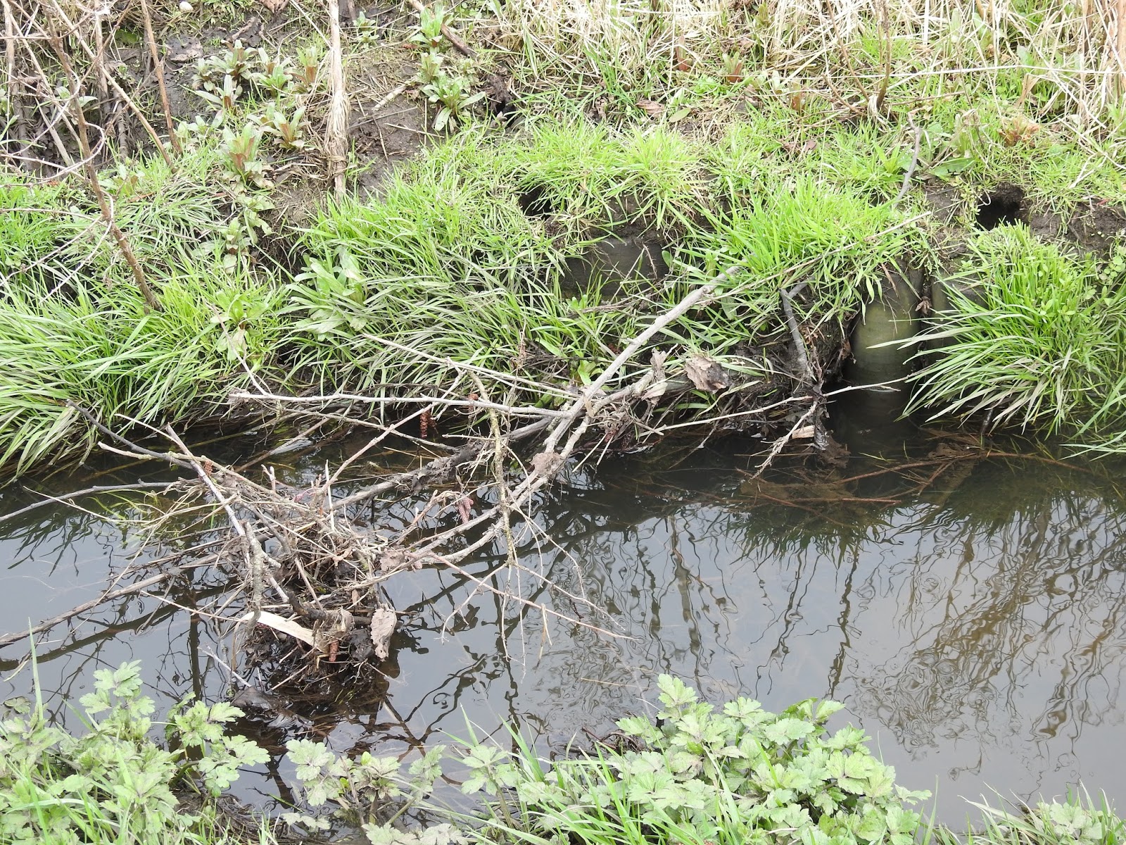 About a Brook: Burrows Special!