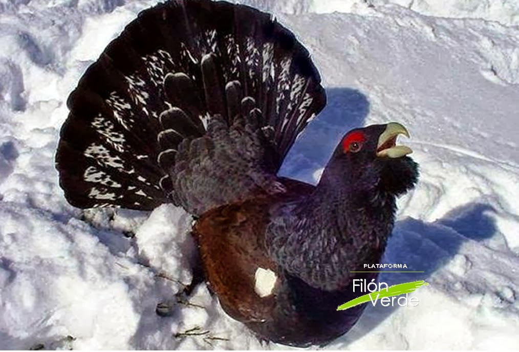MUNDO CRETINO: TETRAO UROGALLUS CANTABRICUS