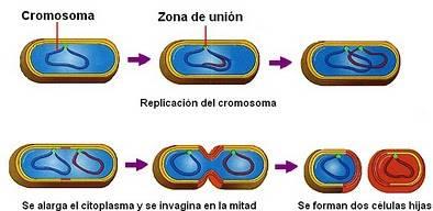 Biología: Dominio de los seres vivos