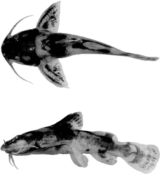 Virginia Tech Ichthyology Class : Mad About Madtoms, by Don Orth