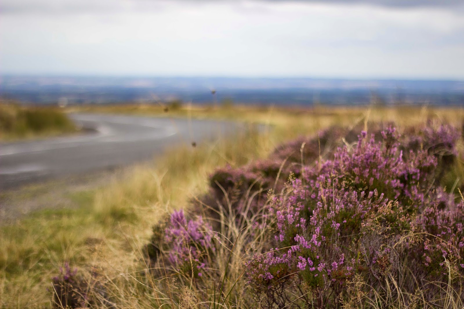 North Yorkshire Moor Heather Photos | Wheelingalong24