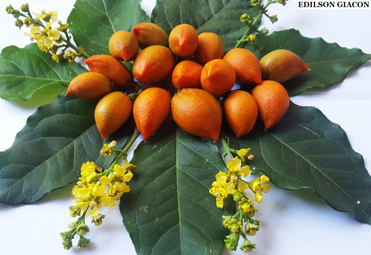 Viveiro Ciprest - Plantas Nativas e Exóticas: Cereja Silvestre ou ...