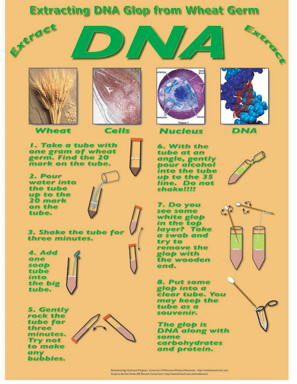 Isolasi DNA pada Tanaman − Rakyat Biologi