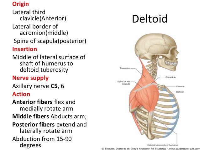 三角肌(Deltoid muscle) | 職能治療陪你居家復健