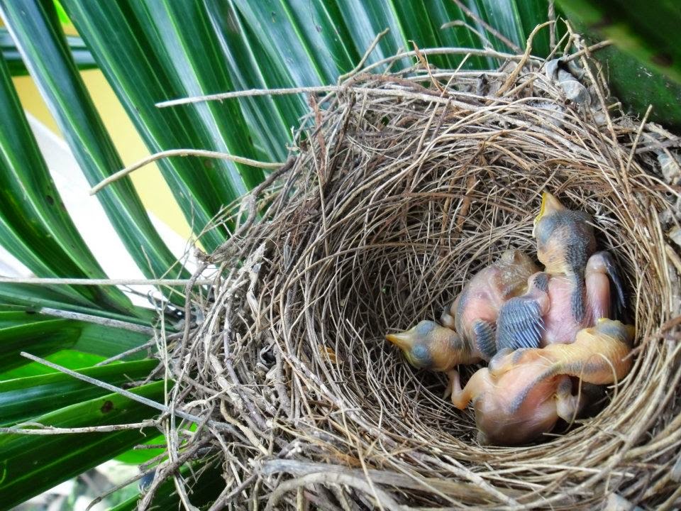 DIW Photography: Yellow-billed babbler (Demalichcha) {Turdoides affinis ...