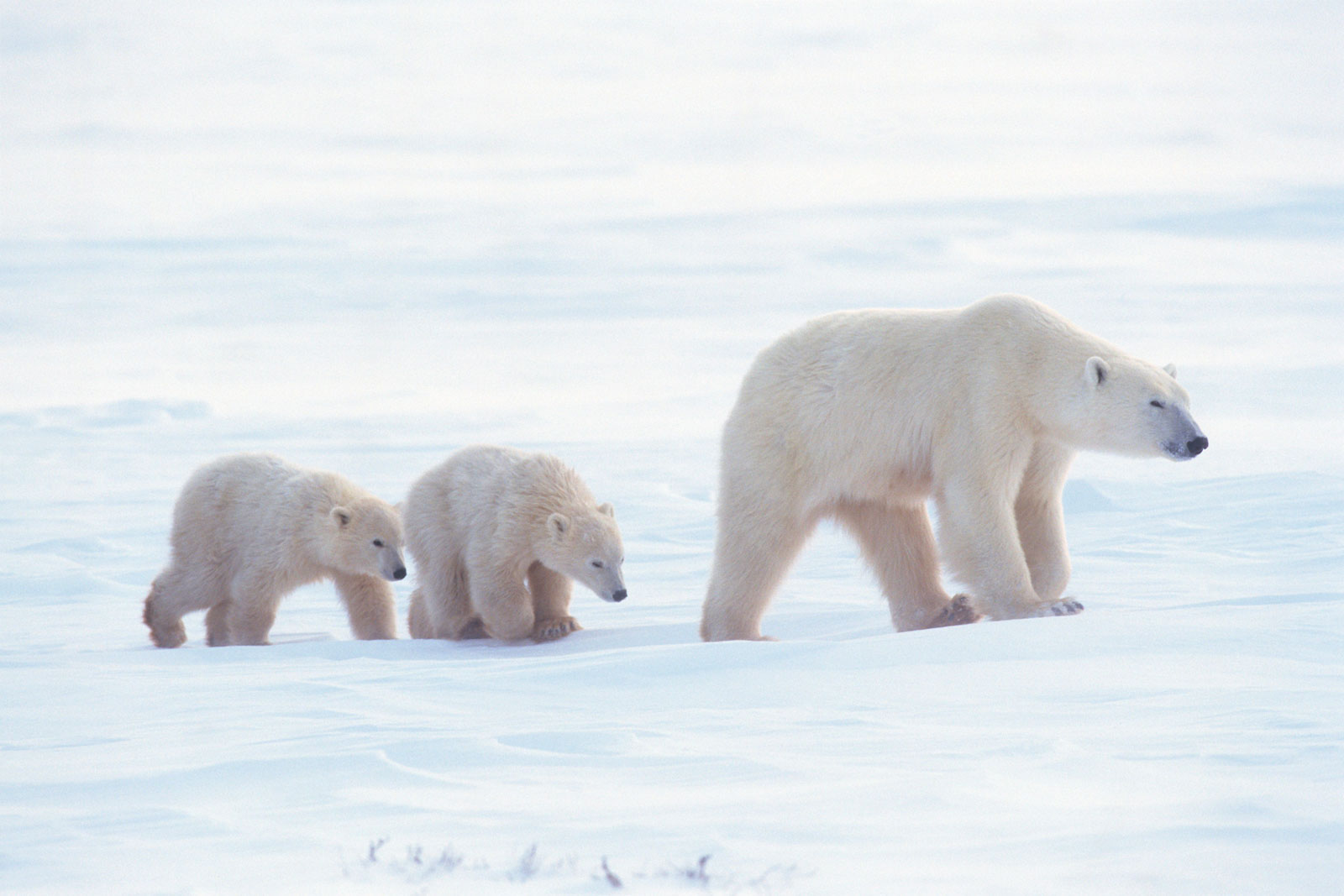 Polar Bear HDWalle Polar Bear HDWalle