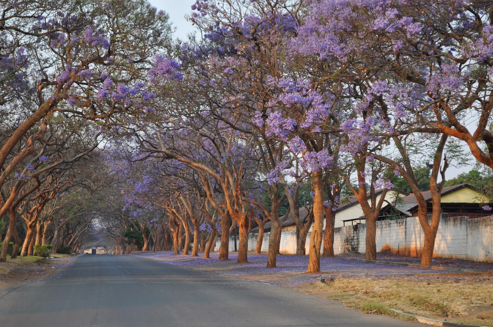 Leif and Linda in Zambia: Jacaranda trees in Lusaka! This beautiful ...