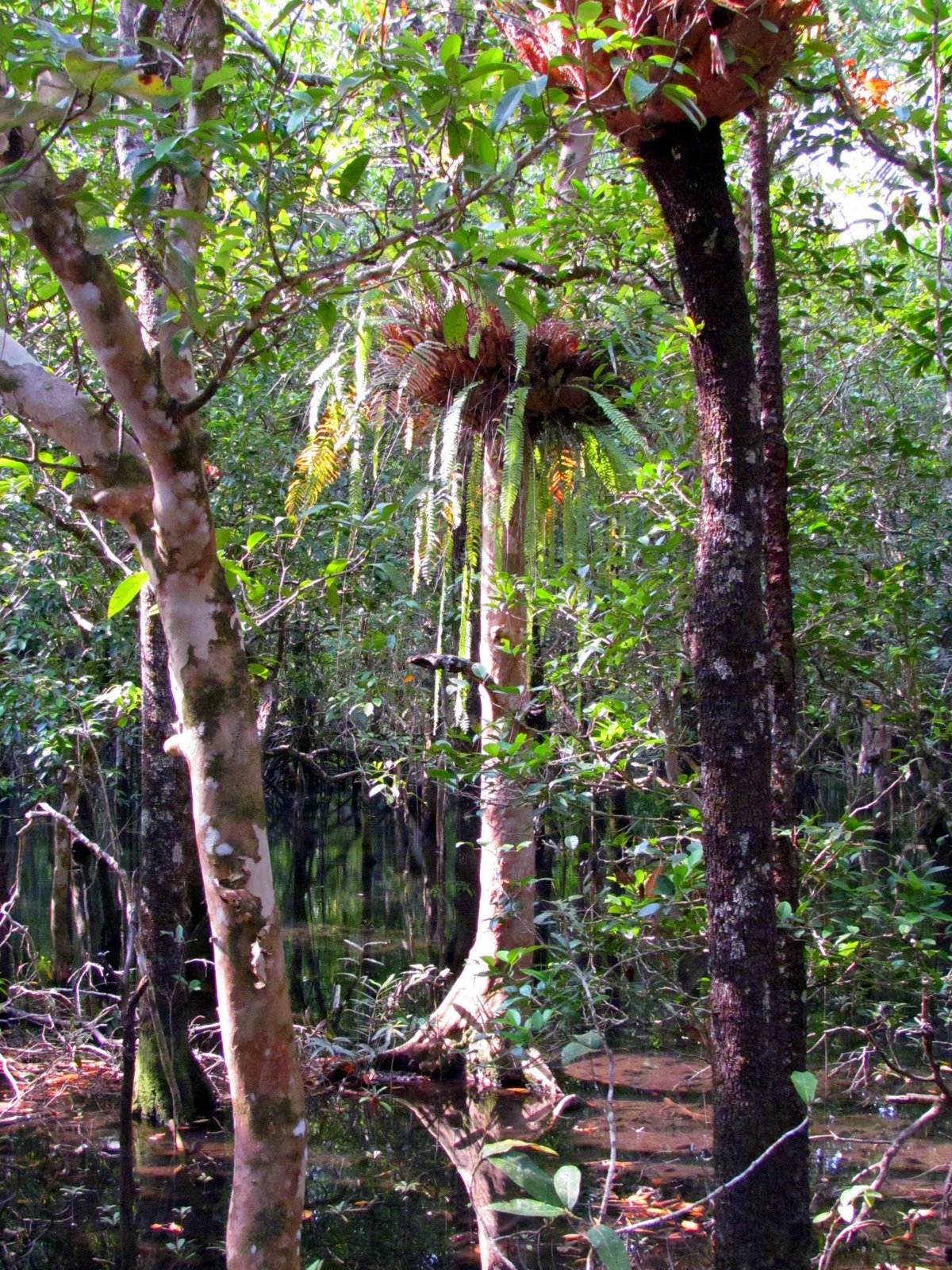 All Over Downunder: Australia's Daintree Rainforest.
