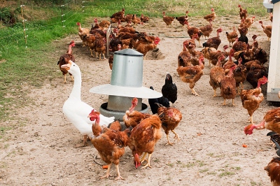 Raising Chickens For Meat And Egg: 5 Tips How To Start Keeping Chickens ...