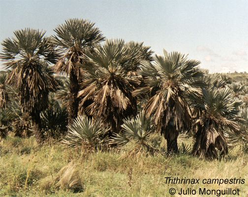 Argentina nativa: Palmera caranday (Trithrinax campestris)