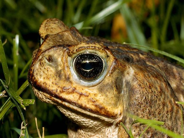 Cane Toad (Bufo marinus):facts the animal world