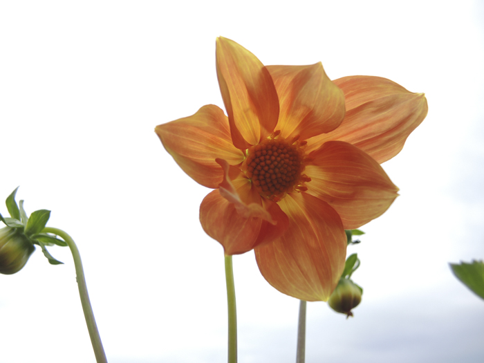 Tulp ja tulp: Sinine, punane, kollane ja