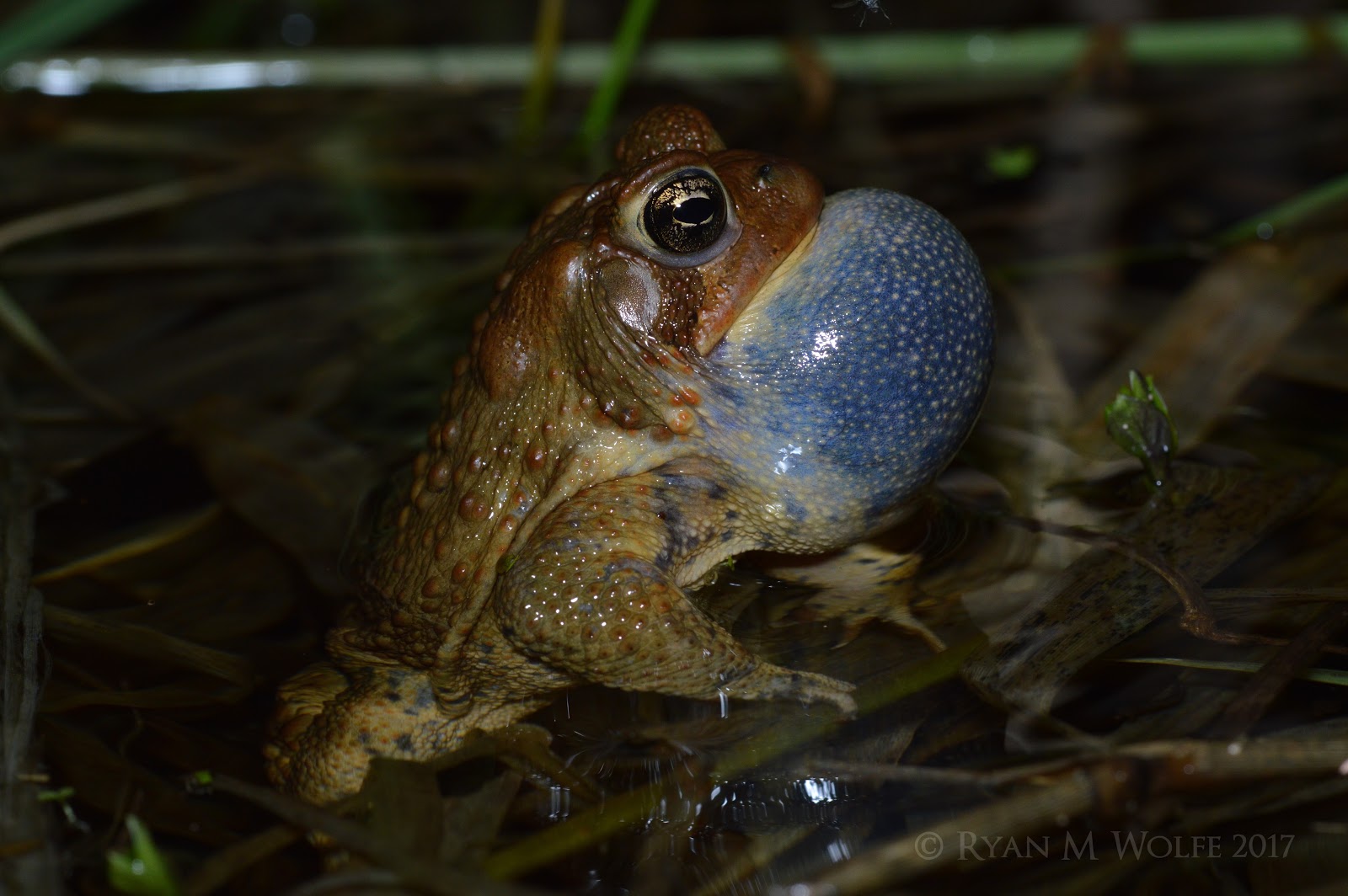 Amphibians of Ontario