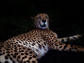 Fall 2011 Photo Blog: Elephant and Cheetah