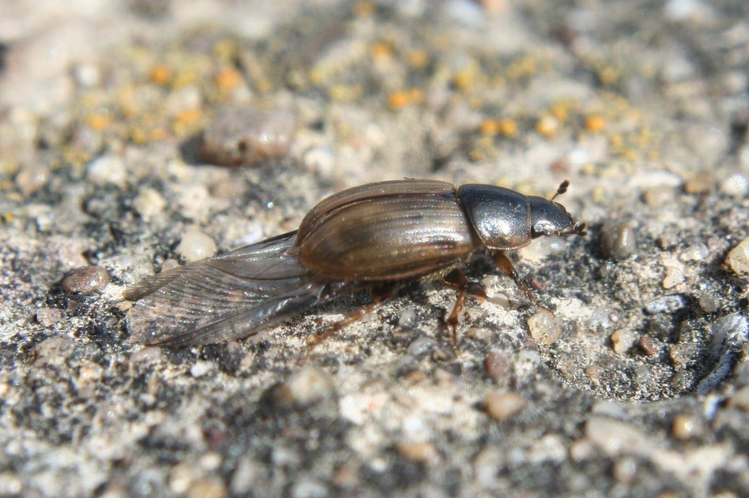 Valley Naturalist: Good catch ol' boy