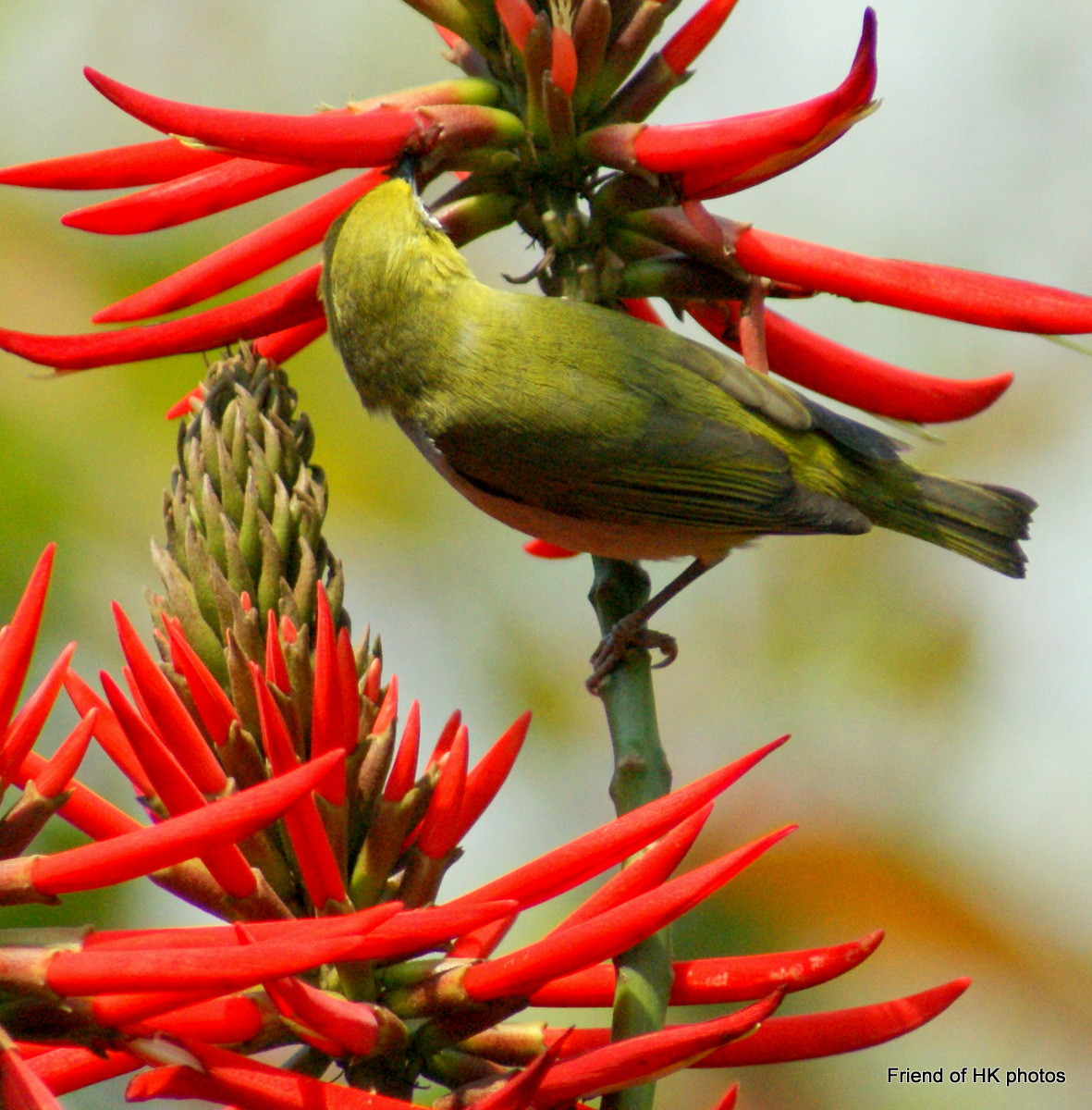 Photographic Wildlife Stories in UK/Hong Kong: Everyone Loves Coral Trees