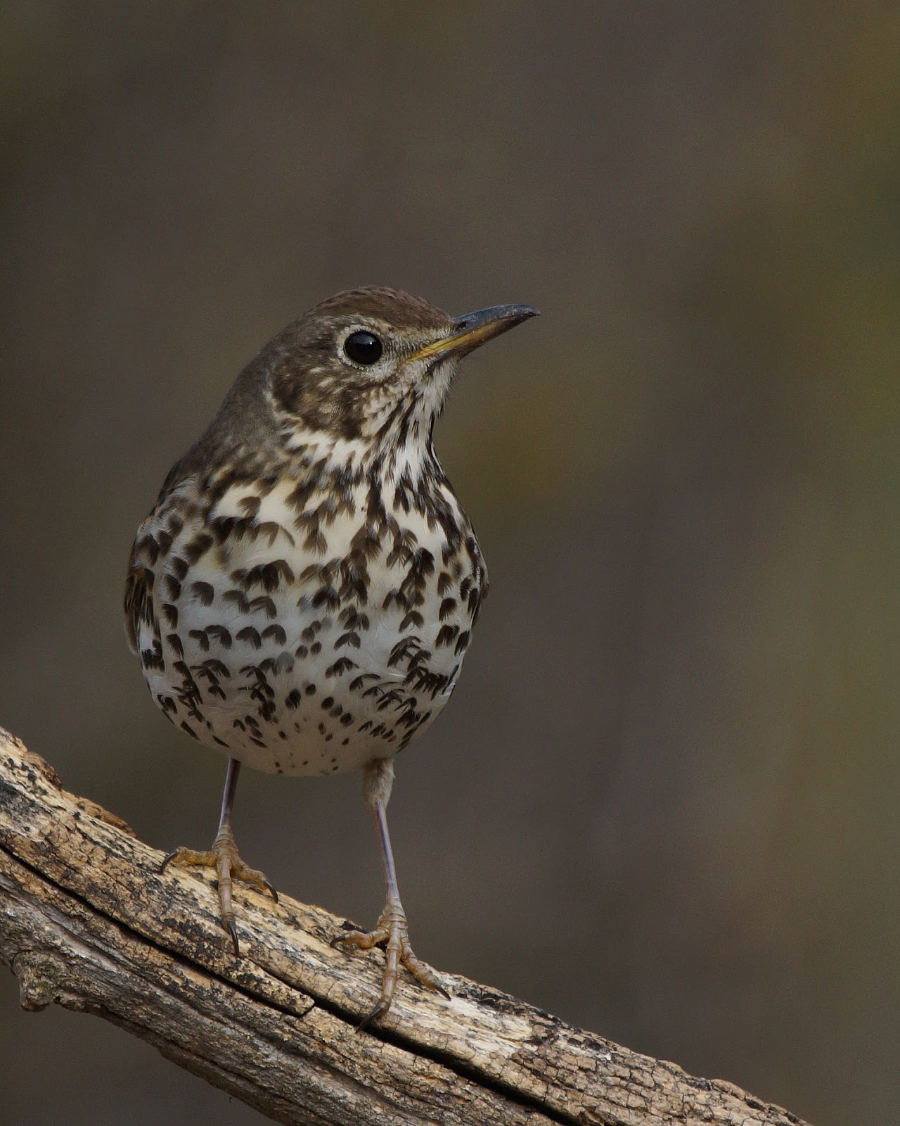 Zorzal común.(Turdus philomelos) | Hot HD Wallpapers