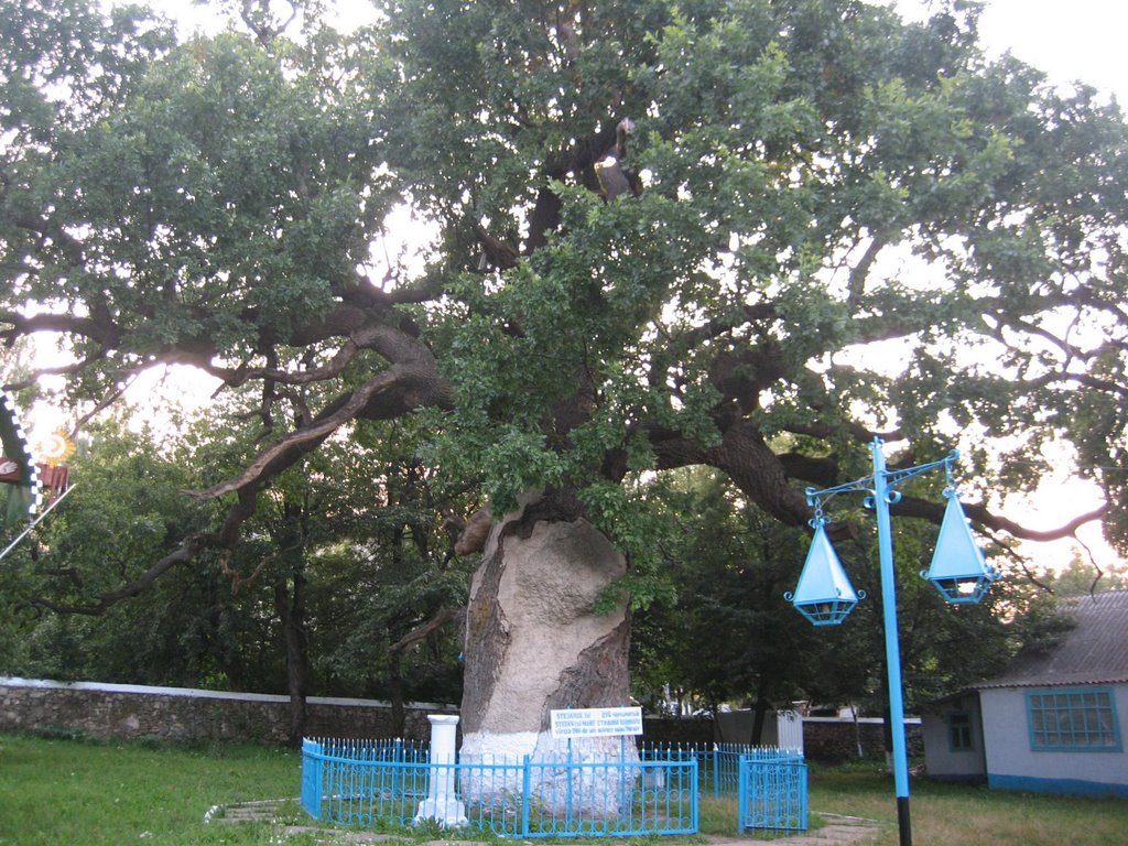 Stejarul - Enciclopedia Naturii