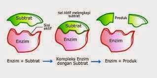 Molekul Energi dan Enzim - sriwahyu