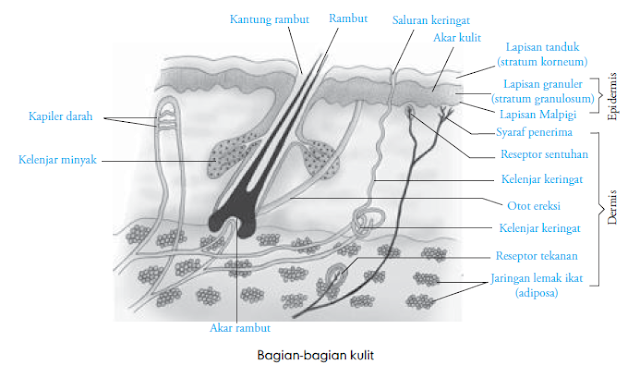 Fungsi Kulit dan Penyakit Pada Kulit Manusia | Alasan Mengapa Manusia ...