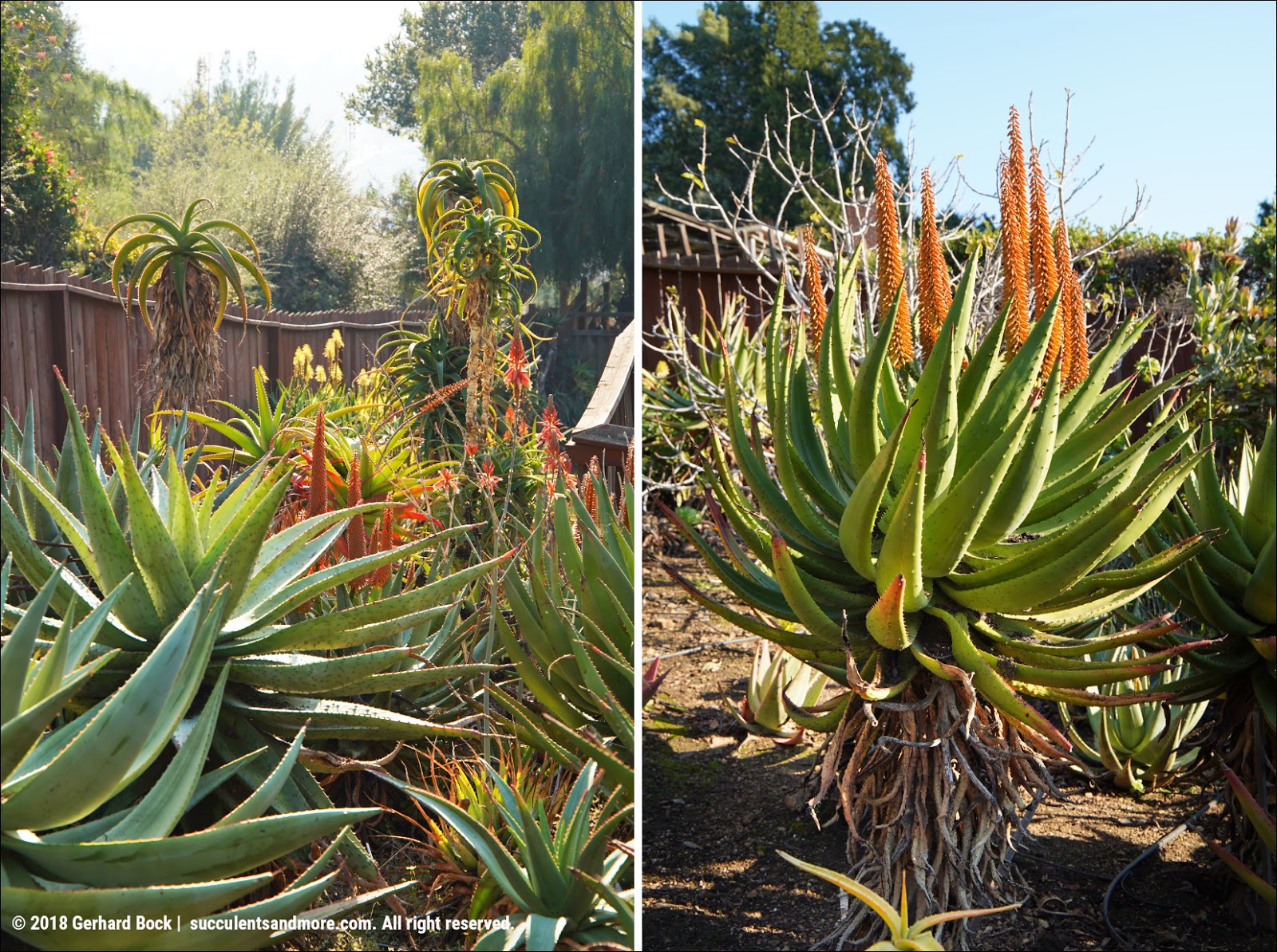 John Miller's Oakland aloe garden (Institute for Aloe Studies)