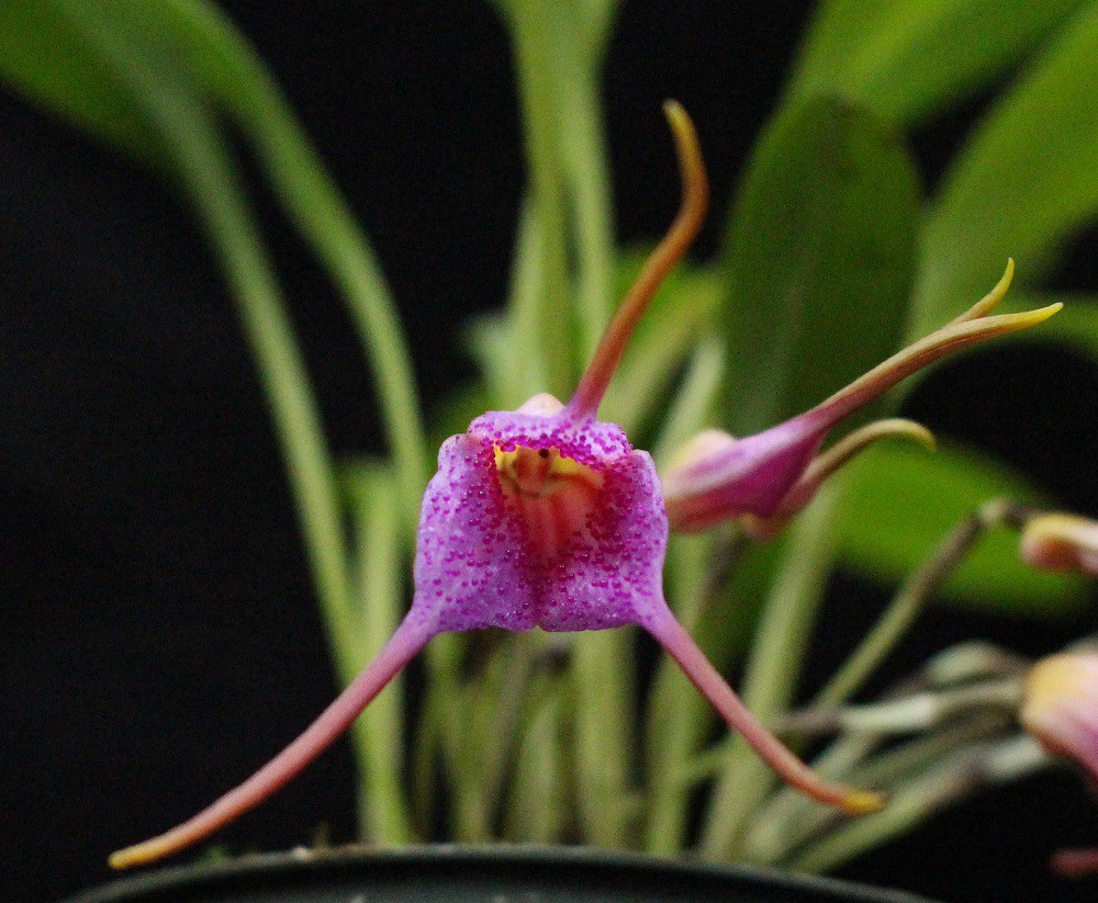 Masdevallia glandulosa care and culture | Travaldo's blog