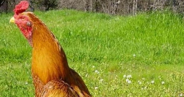 Kelebihan ayam bangkok wangkas emas yang keren - SATU UNTUK SEMUA Kelebihan ayam bangkok wangkas emas yang keren - SATU UNTUK SEMUA