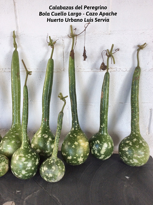 Huerto Urbano Luis Servia Borgas: CALABAZAS DEL PEREGRINO BOLA CON ...