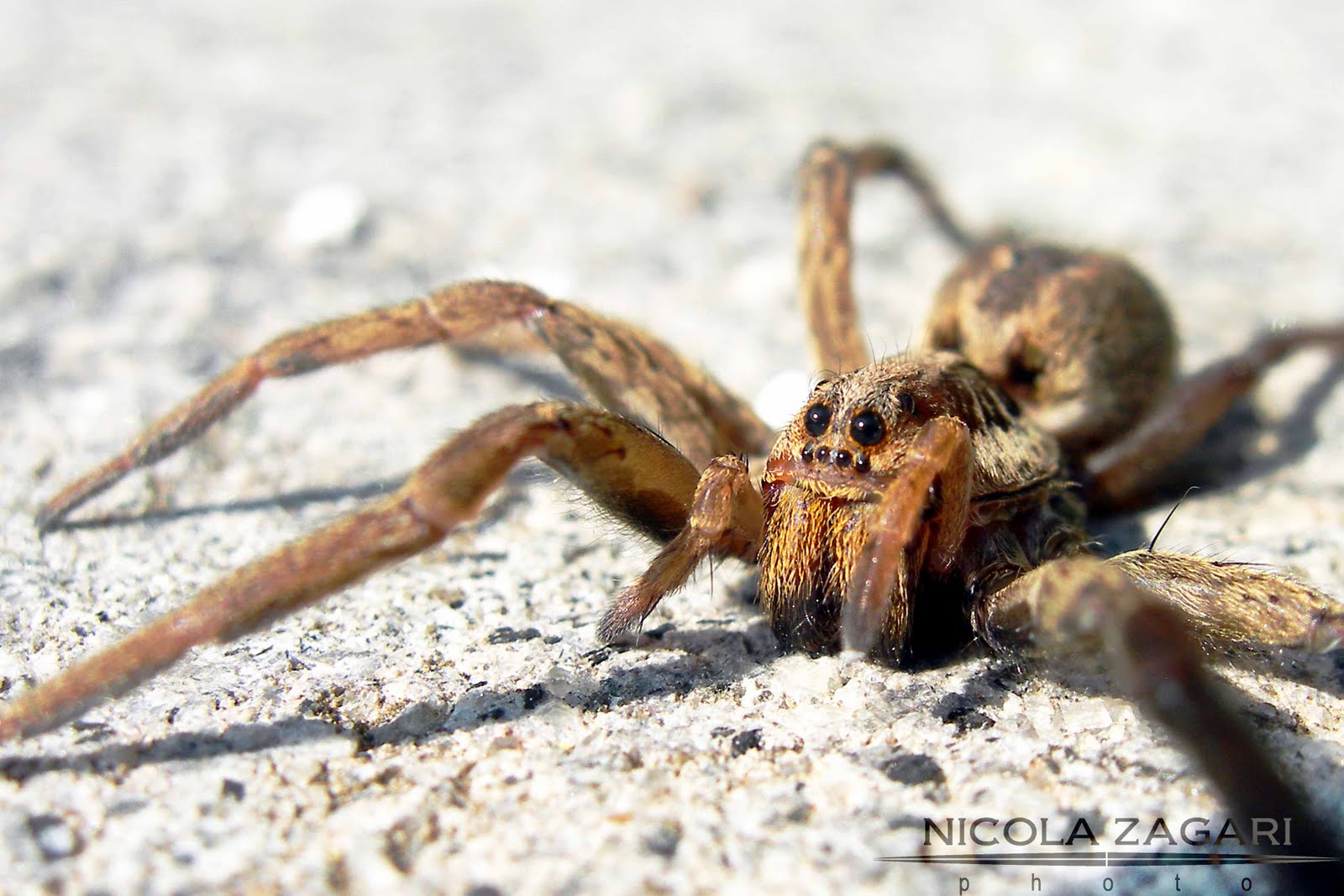 Micromeraviglie by Nicola Zagari: Lycosa narbonensis